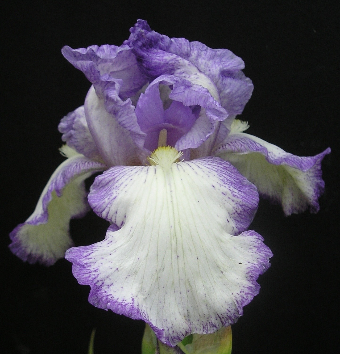 QUEEN DOROTHY Tall Bearded Iris
