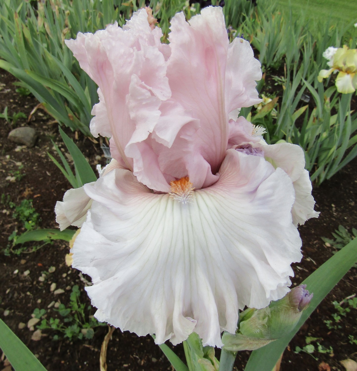 SOFT CURVES Tall Bearded Iris