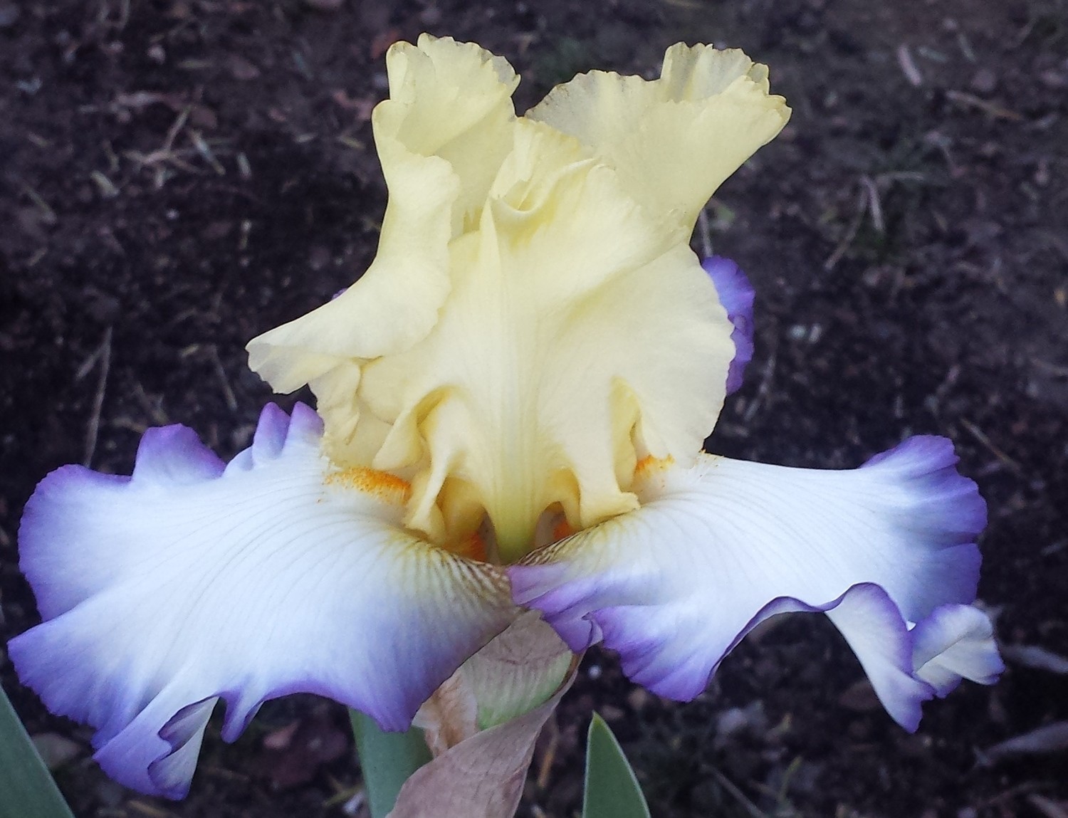 SPRING BLISS Tall Bearded Iris