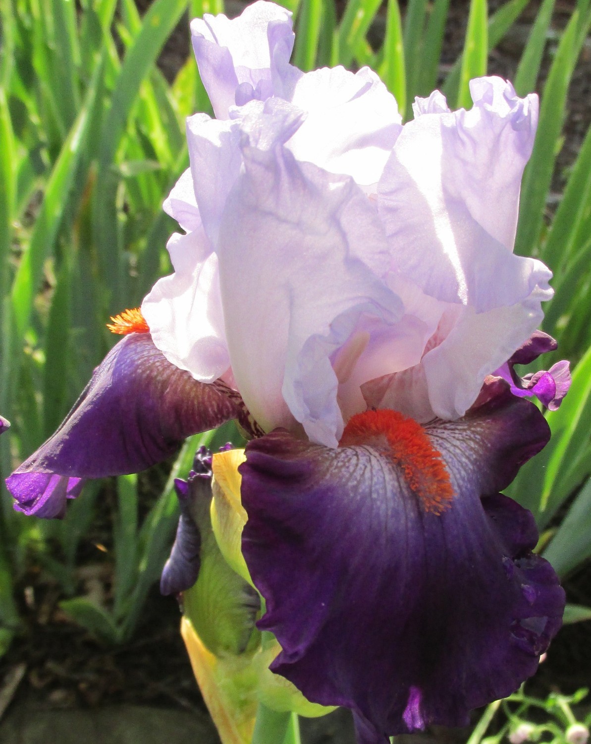 Team Spirit Tall Bearded Iris
