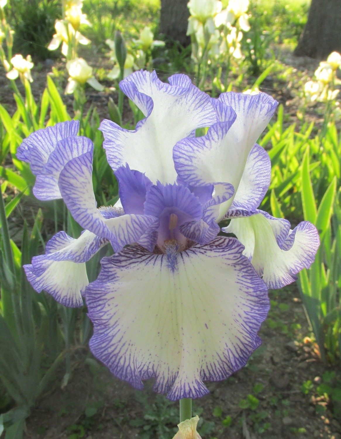 Violet Lace Tall Bearded Iris