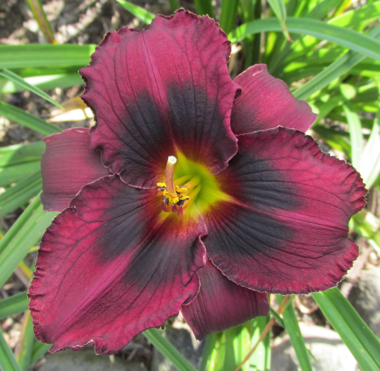 Daylily BUDDY'S BLACKJACK