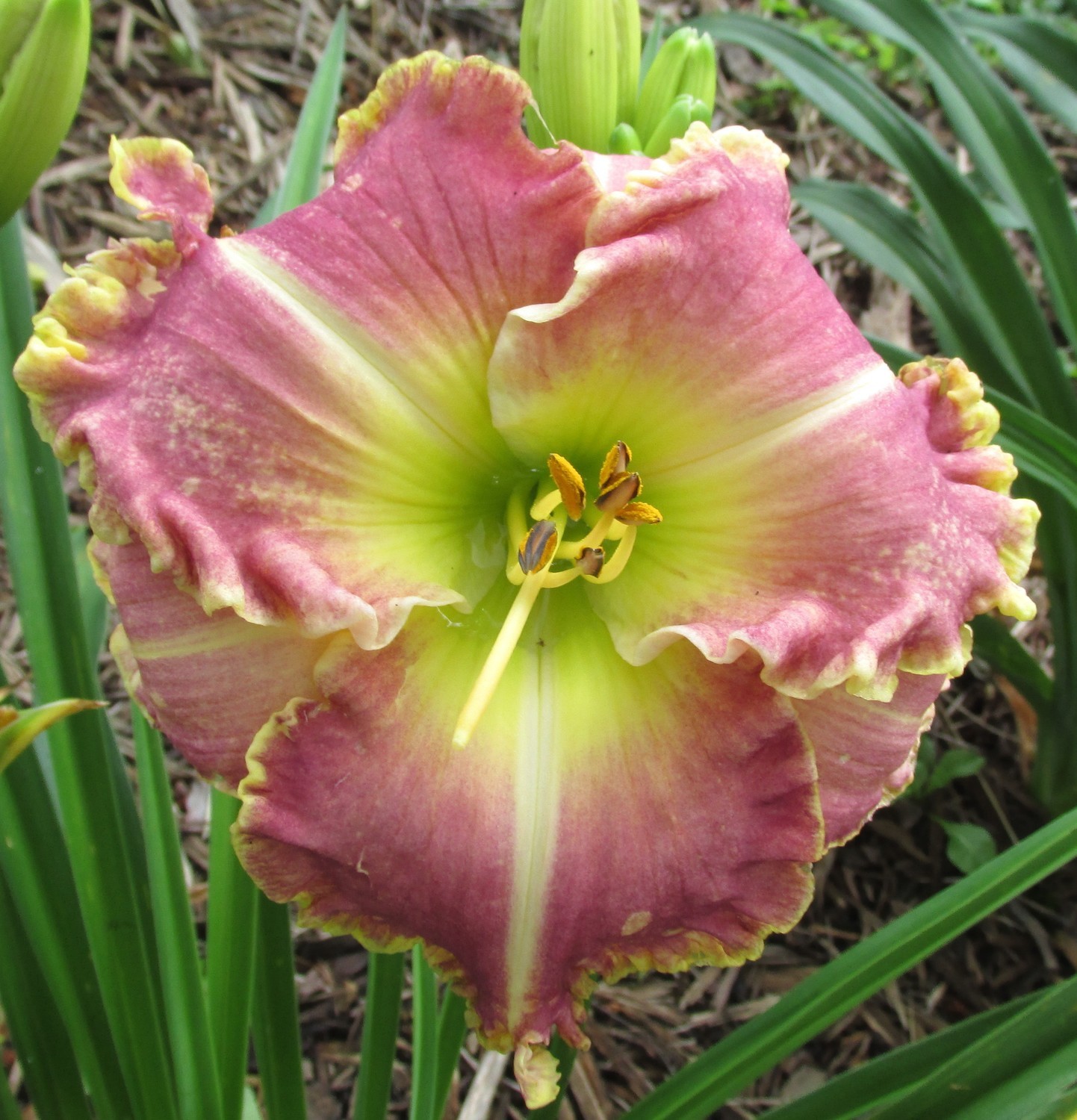 Daylily Diamond Girl