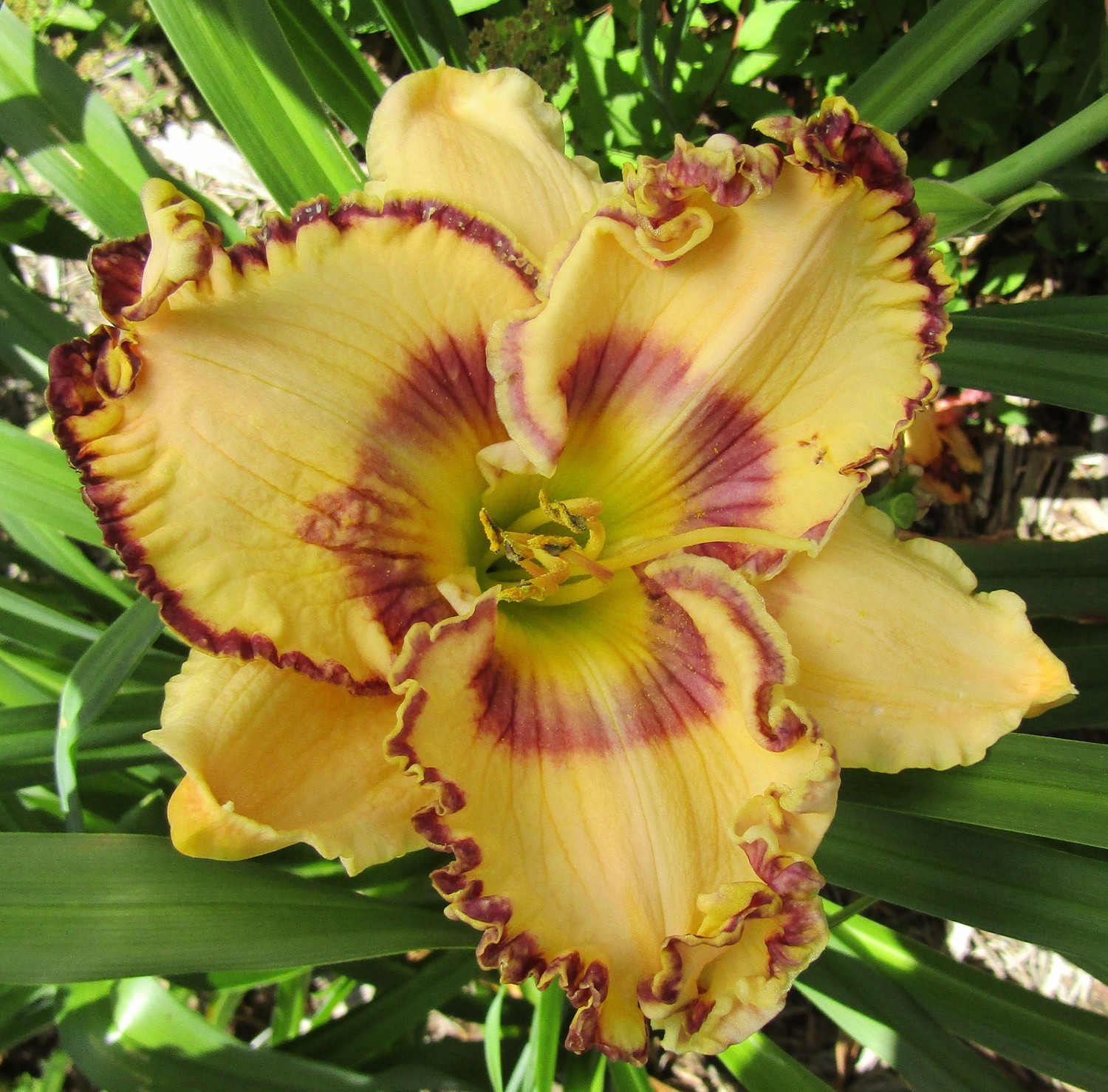 Daylily JOURNEY OF MAGIC
