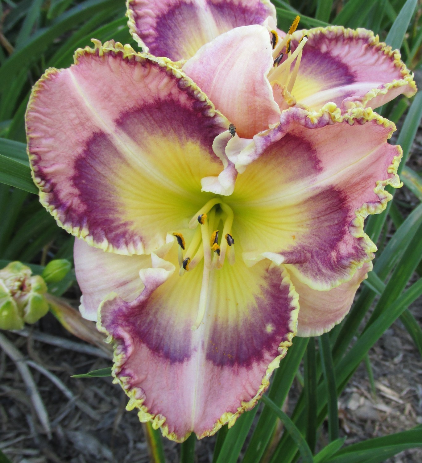 Daylily MACKENZIE'S MAGIC