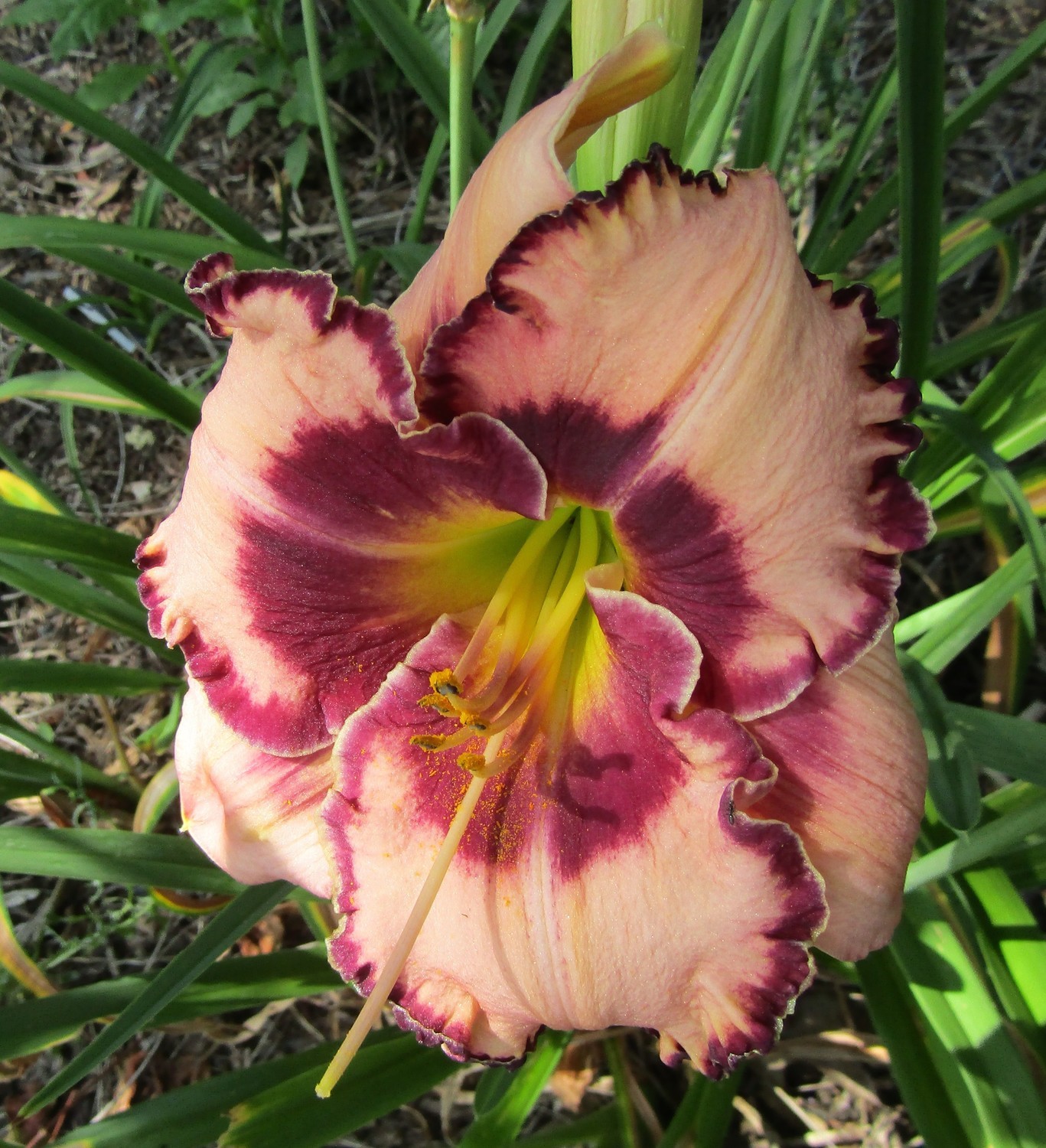 Daylily Sing the Wonderous Story