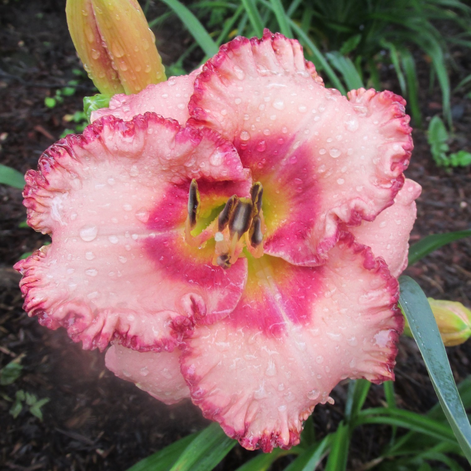 Daylily Valentine Darling