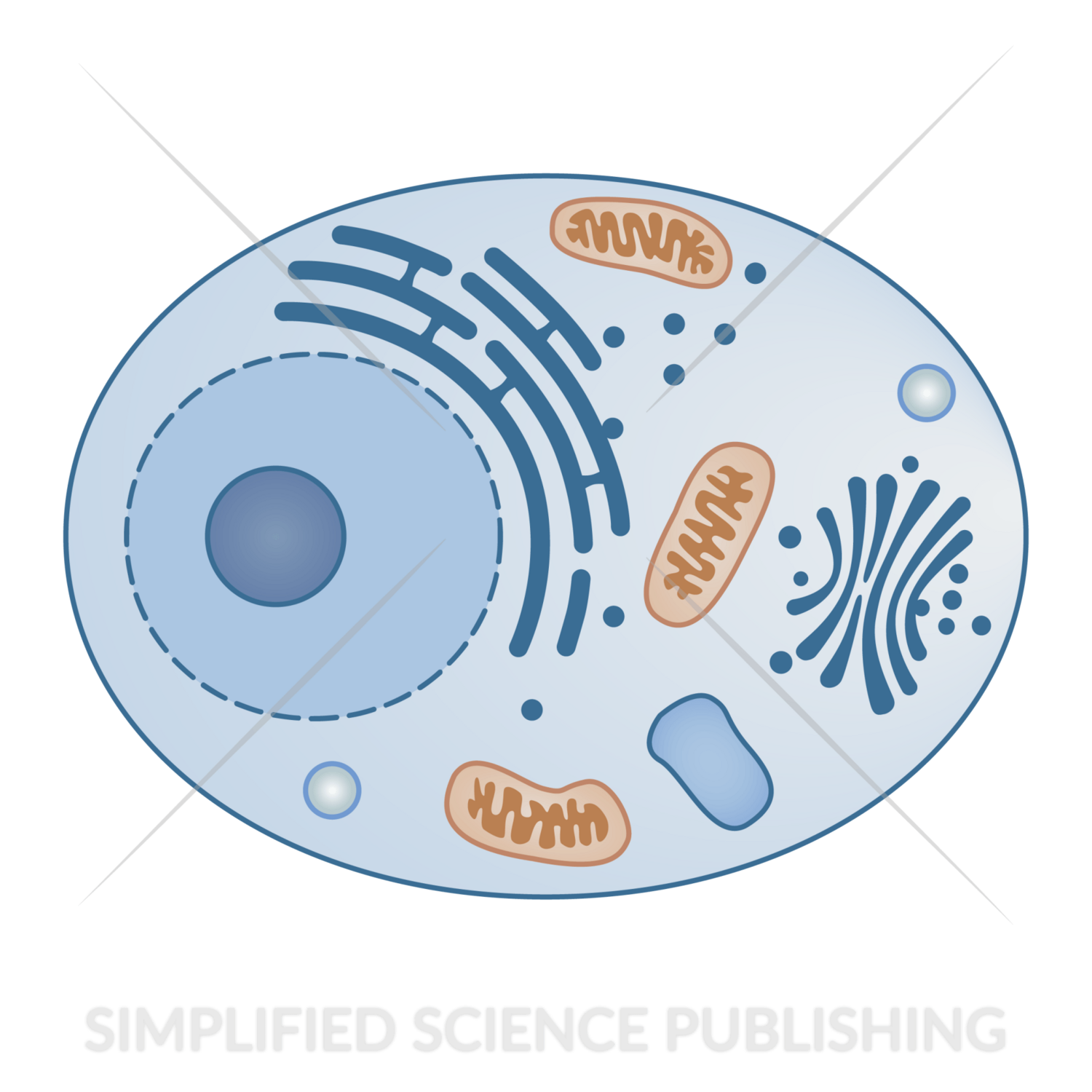 Animal Cell Drawing - Vector Image for Download