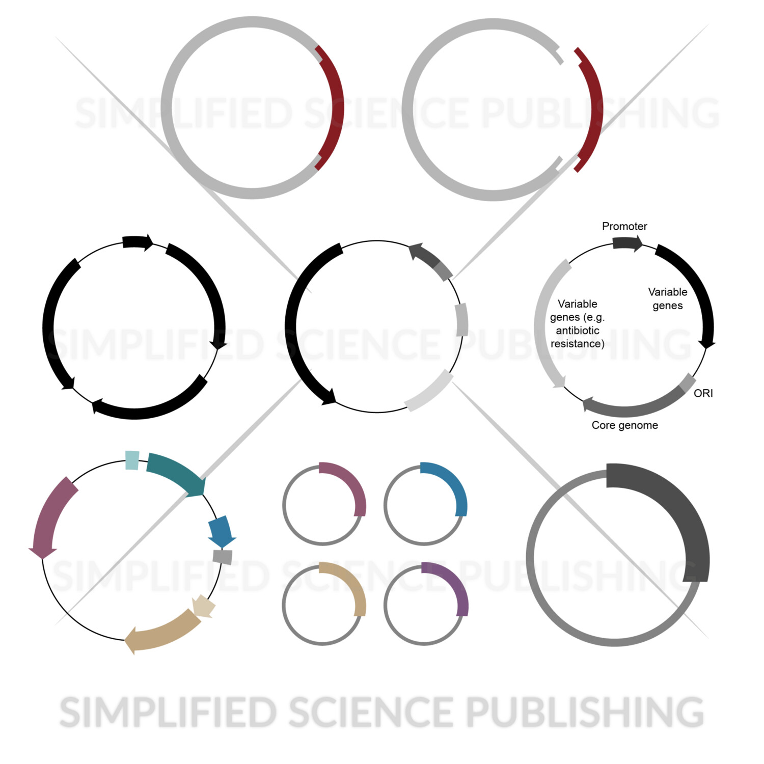 Plasmid Drawings - Vector Images for Download