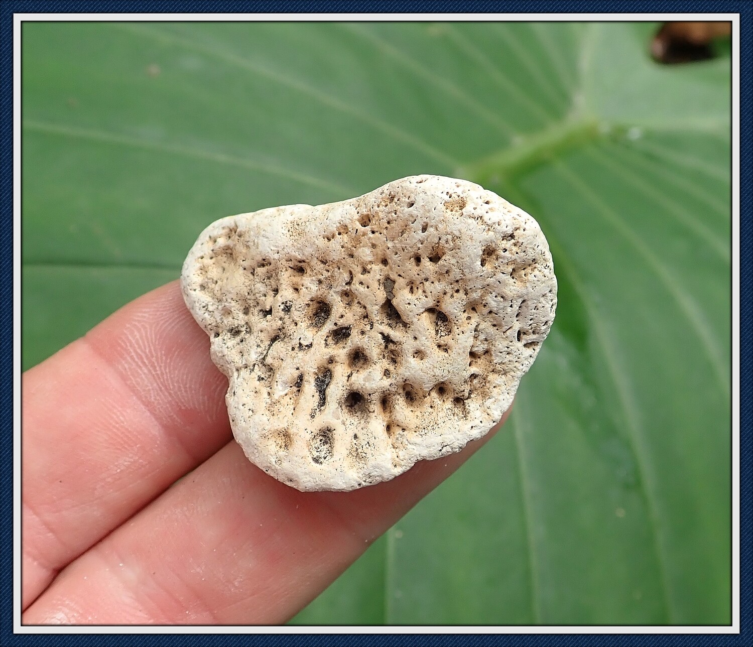 Ice Age ~ Pleistocene Alligator Tail Fin Bone ~ Osteoderm Scute - Store ...