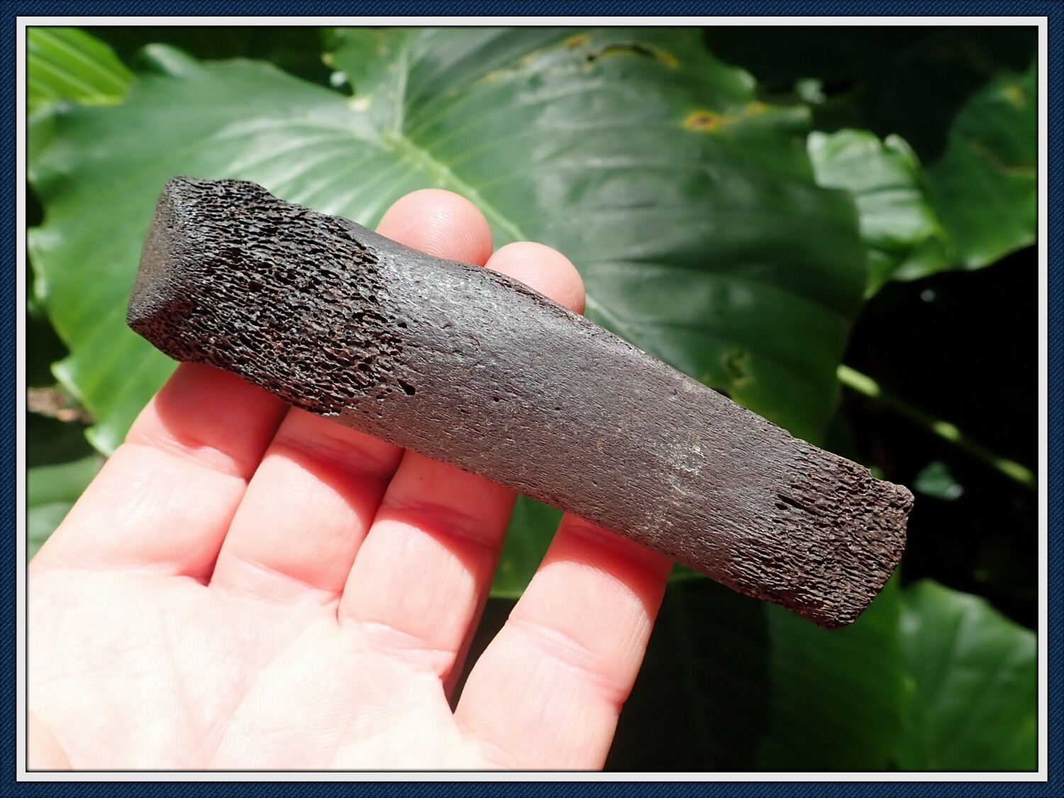 Fossilized Ice Age ~ Lama Toe Bone with Evidence of Alligator Predation ...