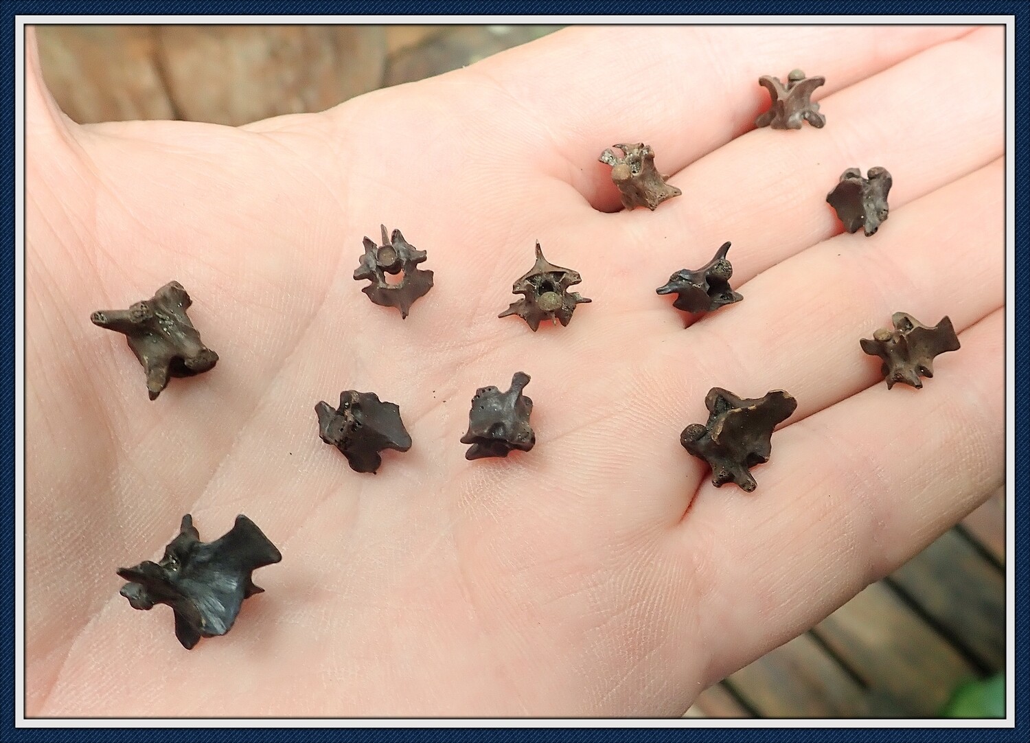 1 Dozen Fossilized Ice Age ~ Snake Vertebras - Homepage - Rivers of Time