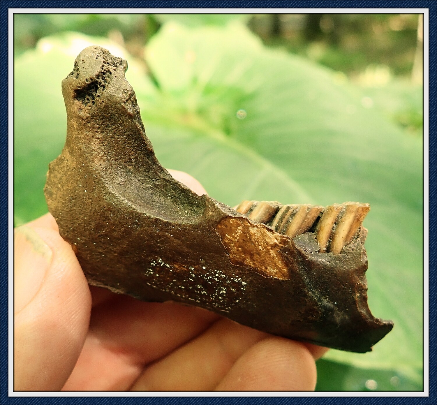 Beautiful Ice Age Beaver Jaw with 3 Teeth - Homepage - Rivers of Time