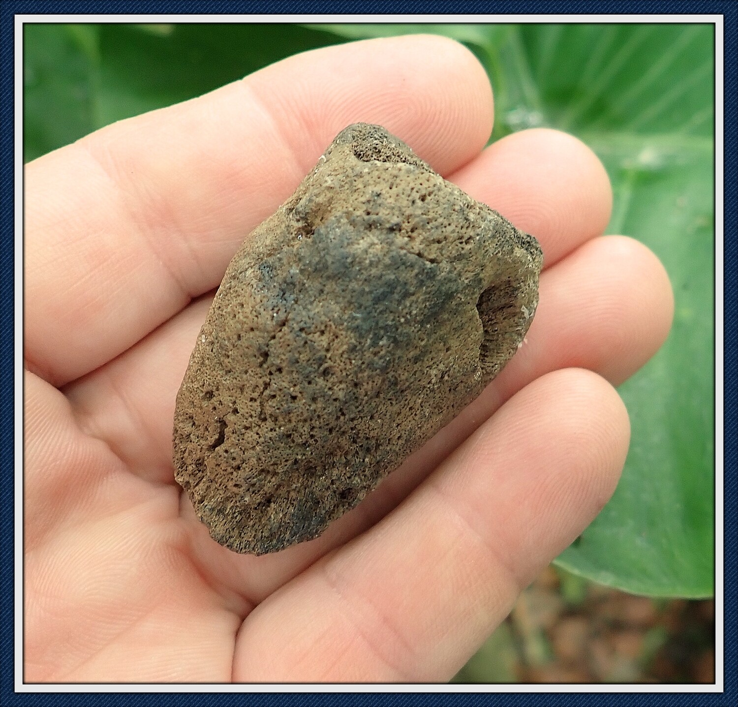 Fossilized Ice Age ~ Giant Tortoise Toe Bone #2 - Homepage - Rivers of Time