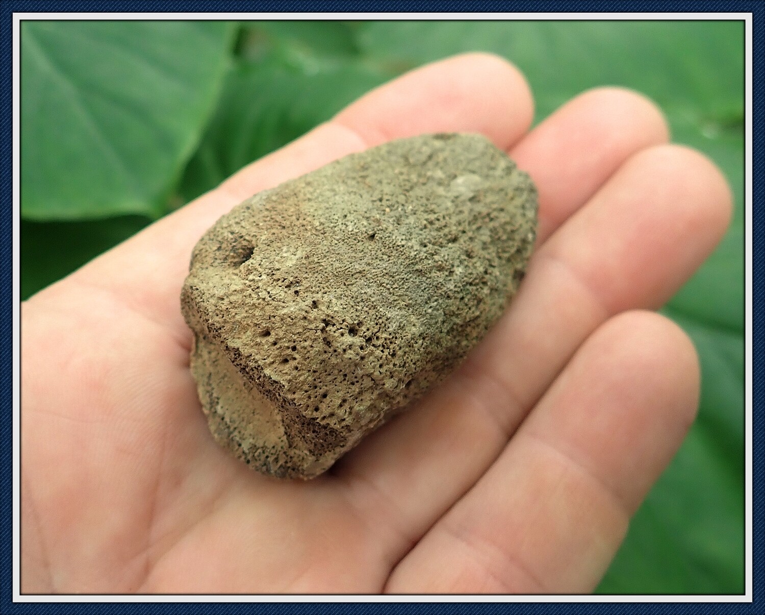 Fossilized Ice Age ~ Giant Tortoise Toe Bone - Homepage - Rivers of Time