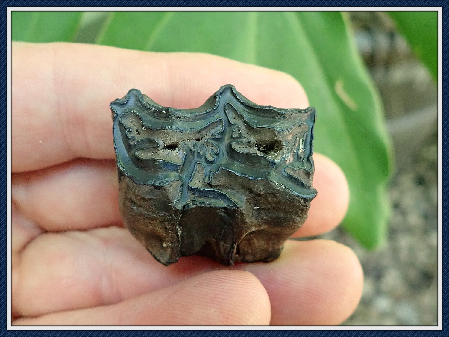 ~ Ice Age Fossil ~ 3 Toed Horse Tooth ~ #3 - Homepage - Rivers of Time
