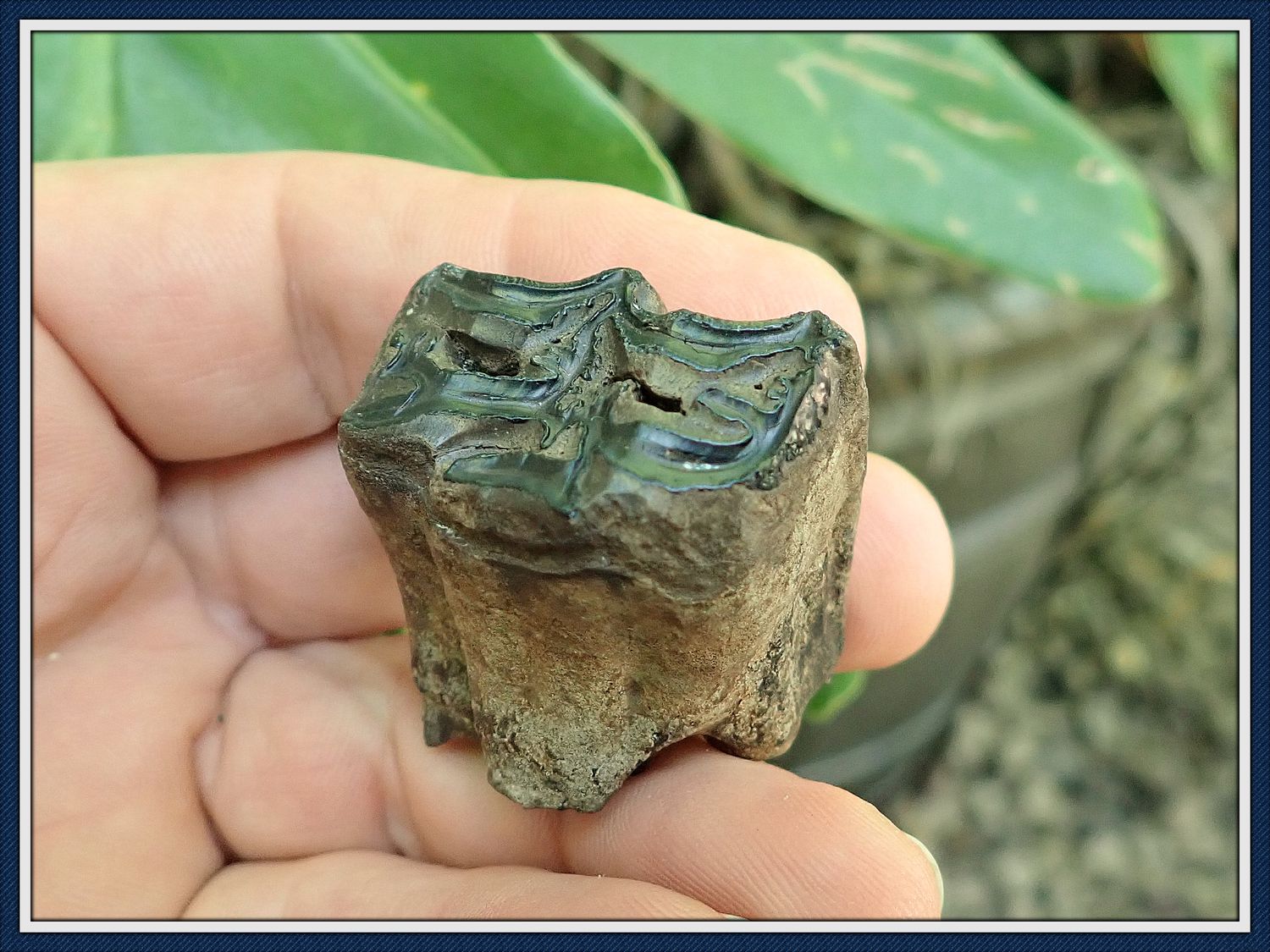 ~ Ice Age Fossil ~ 3 Toed Horse Tooth ~ #6 - Store - Rivers of Time