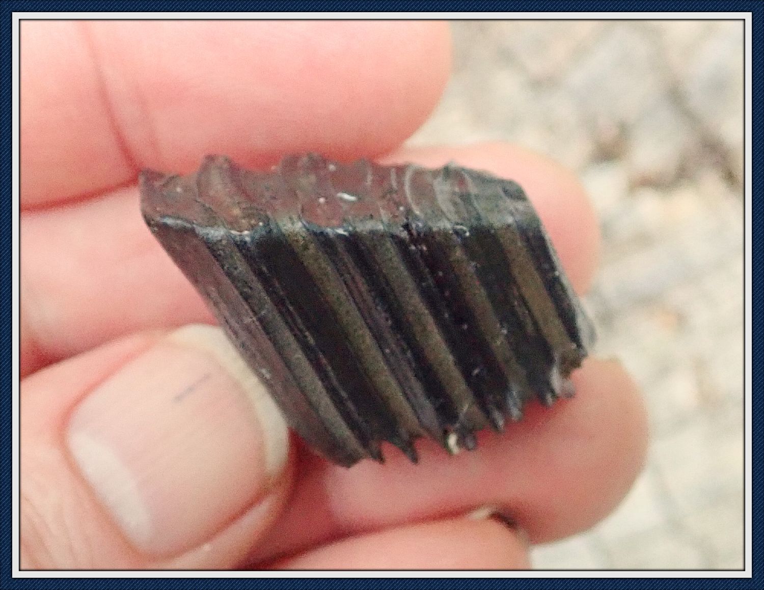 ~ Giant Capybara Rodent ~ Ice Age Tooth - Homepage - Rivers of Time