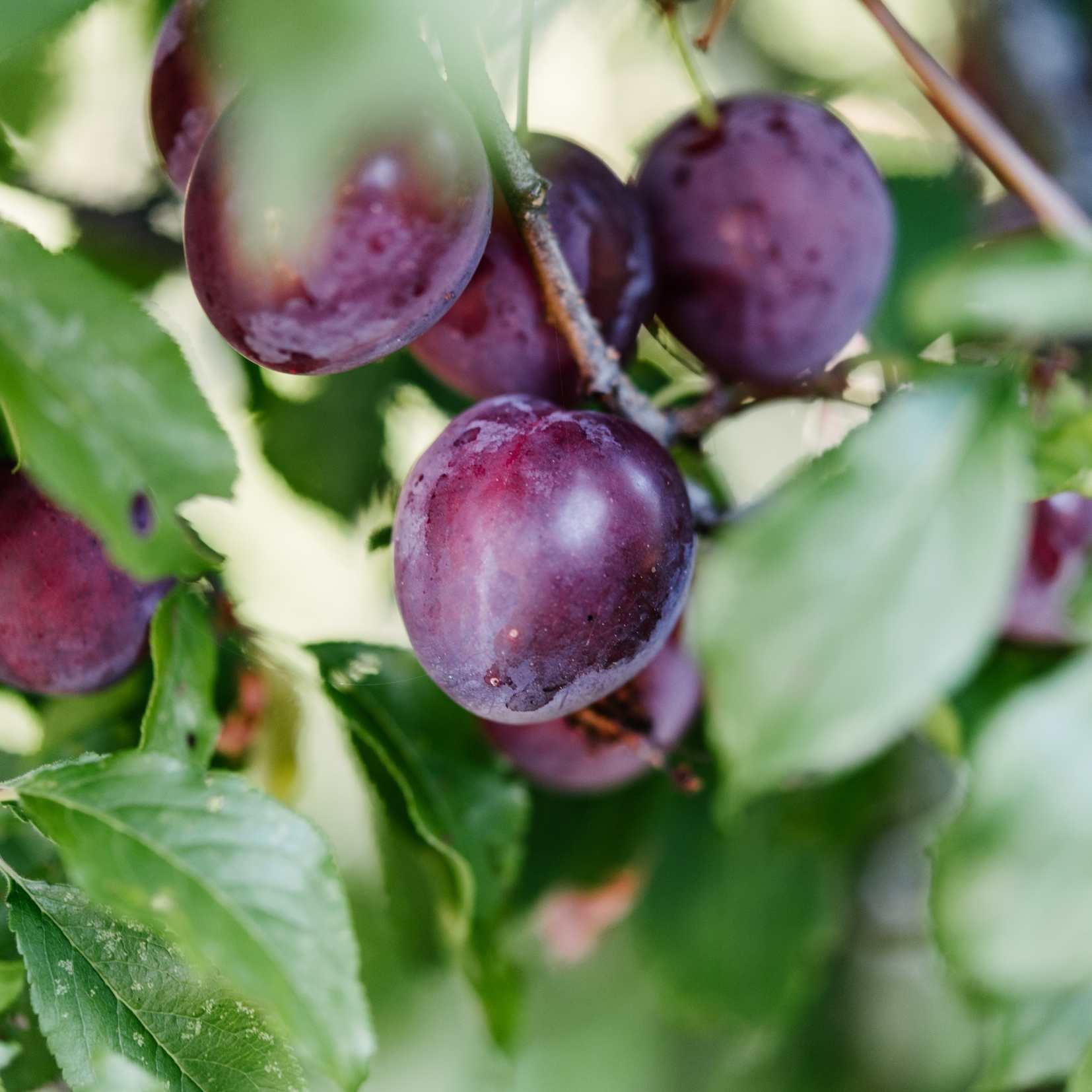 Plum