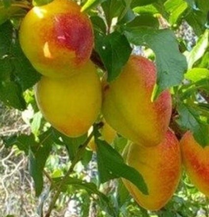 Plum Luisa | Shop Trees for Bees Nursery