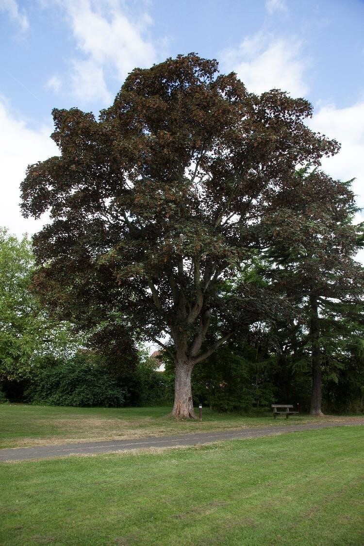 Maple Purple sycamore (Acer pseudoplatanus 'Purpureum')