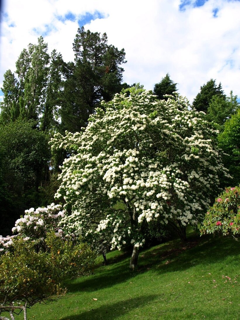 Photinia beauverdiana v. notabilis