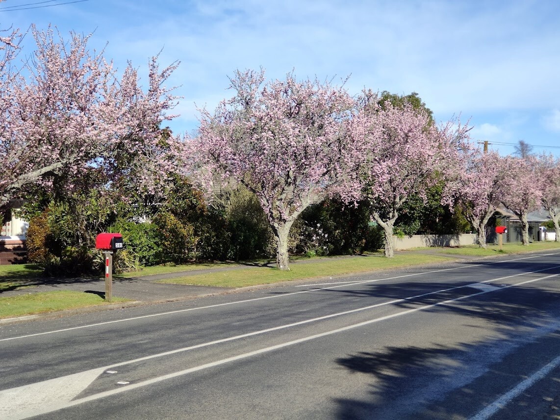 Prunus 'Mountain Haze'