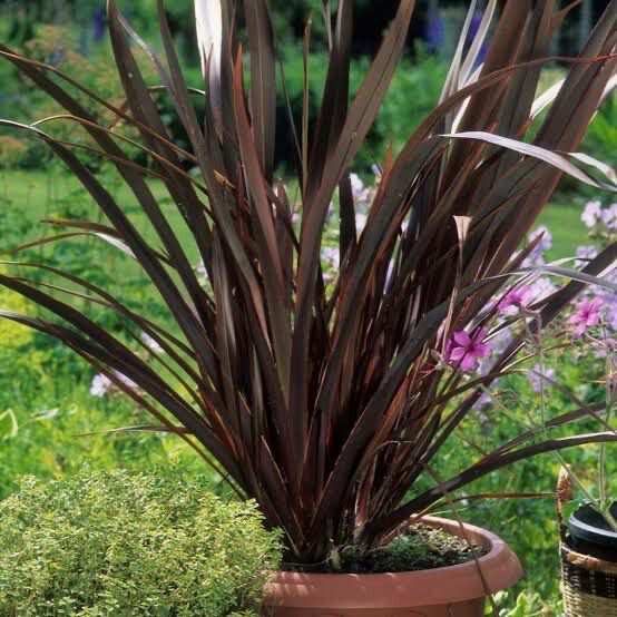 Phormium Tenax Rubrum