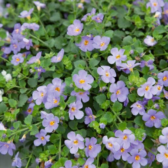 Bacopa Megacopa Pink