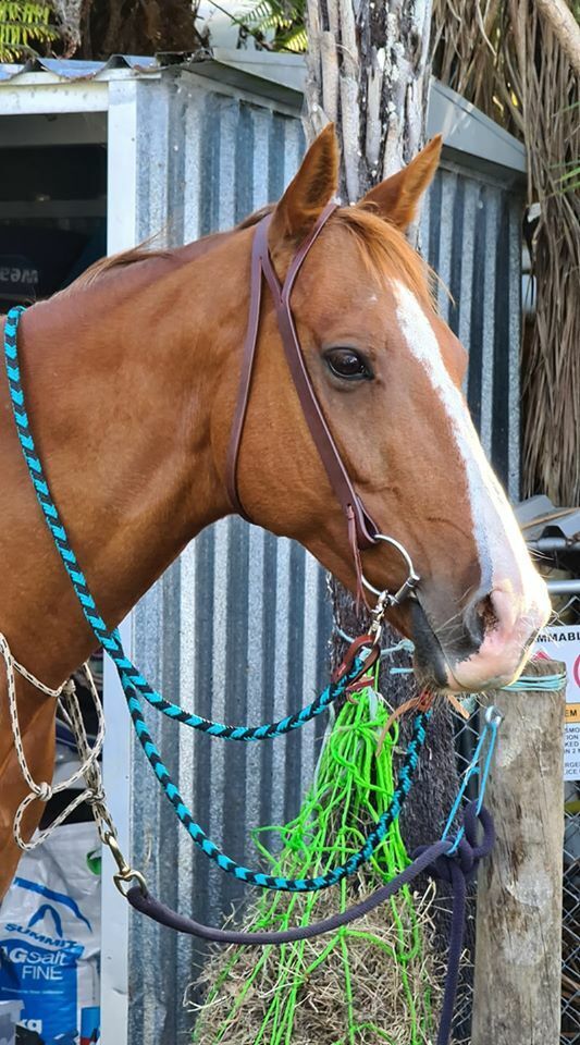Headstalls/Bridles