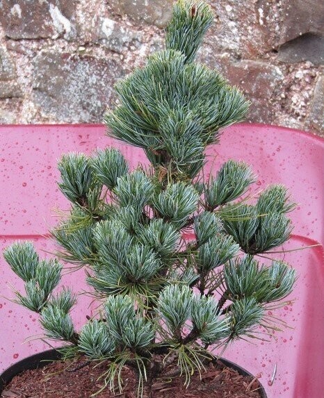 Pinus parviflora arakawa, rough bark Japanese white pine 15L 60-70cm