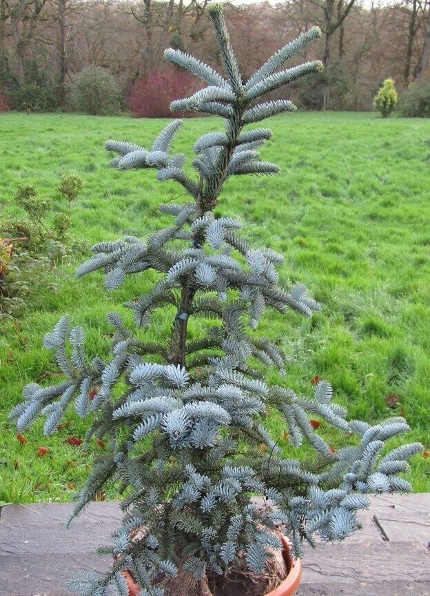 Abies procera glauca prostrata 40-50 rb