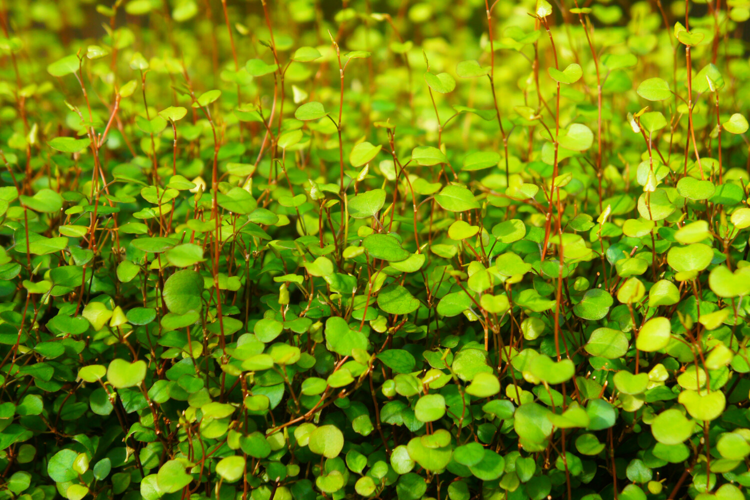 Muehlenbeckia Astonii 0.9L