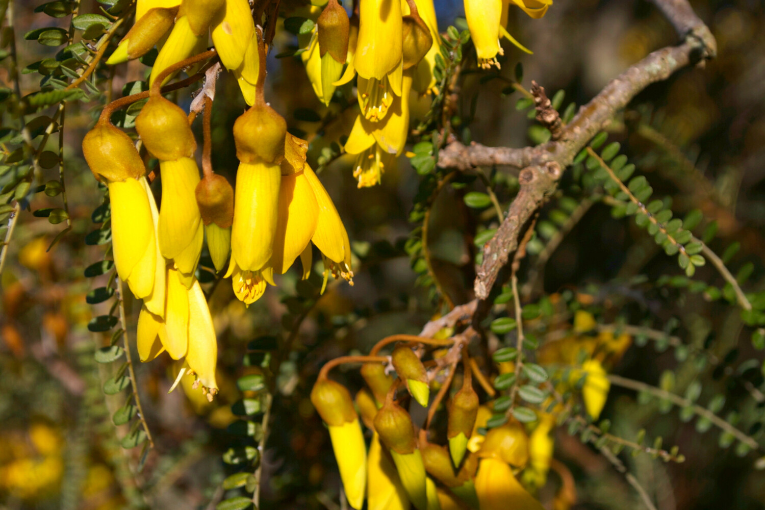Kowhai - Sophora Microphylla 10L