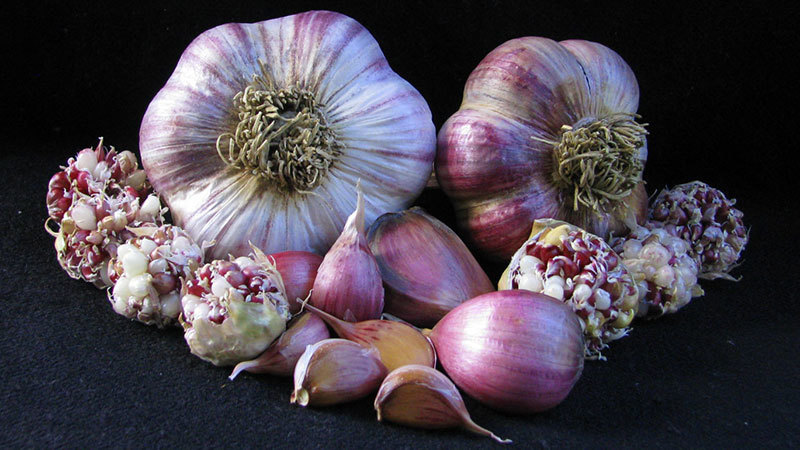 Red Russian-Garlic Seed | BC, Canada-Rasa Creek