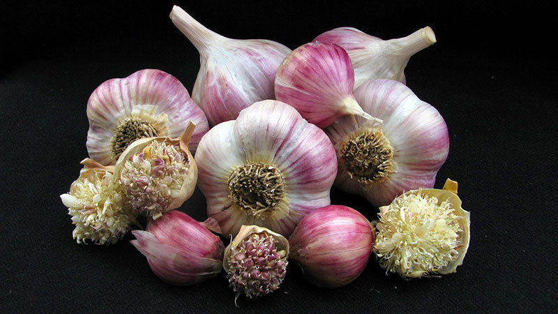 Susan Delafield-Seed Garlic | BC, Canada-Rasa Creek