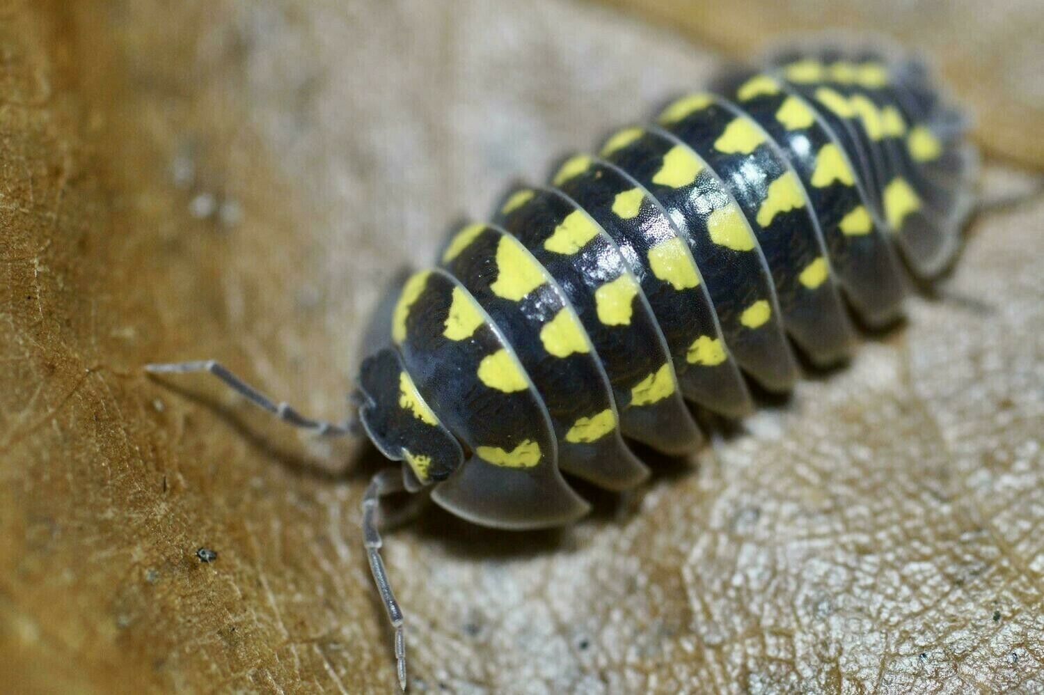 Gold Spot / Yellow Spotted Isopods (Armadillidium gestroi) in Canada