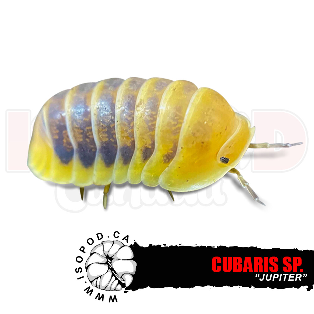 Jupiter (Cubaris sp. 'Jupiter') Isopods In Canada