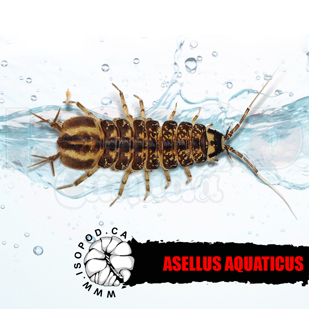Freshwater Aquatic Isopods (Asellus aquaticus ) for Sale in Canada