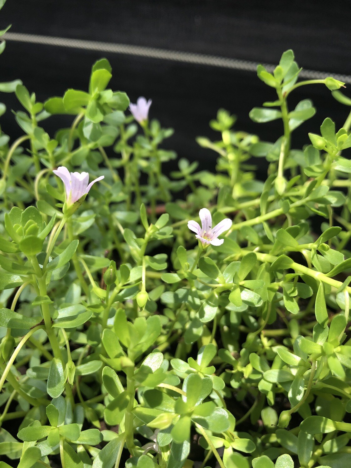 Bacopa Monnieri: Boost Brain Health & Wellness Naturally - GreenDreams