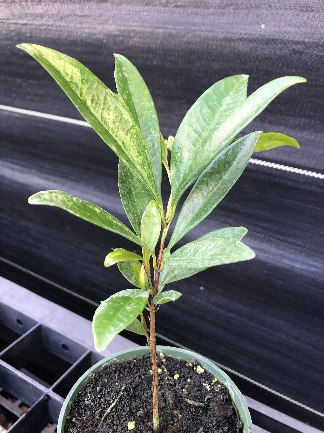 Grumichama (Eugenia brasiliensis)