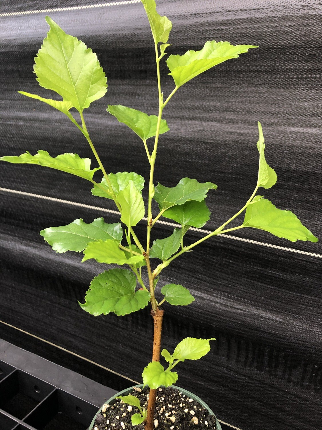 Mulberry- Thai Dwarf- (Morus alba)