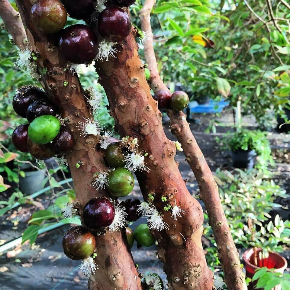 Sabara Jaboticaba Tree - Taste Brazil's Sweet Paradise! 🌴🍇