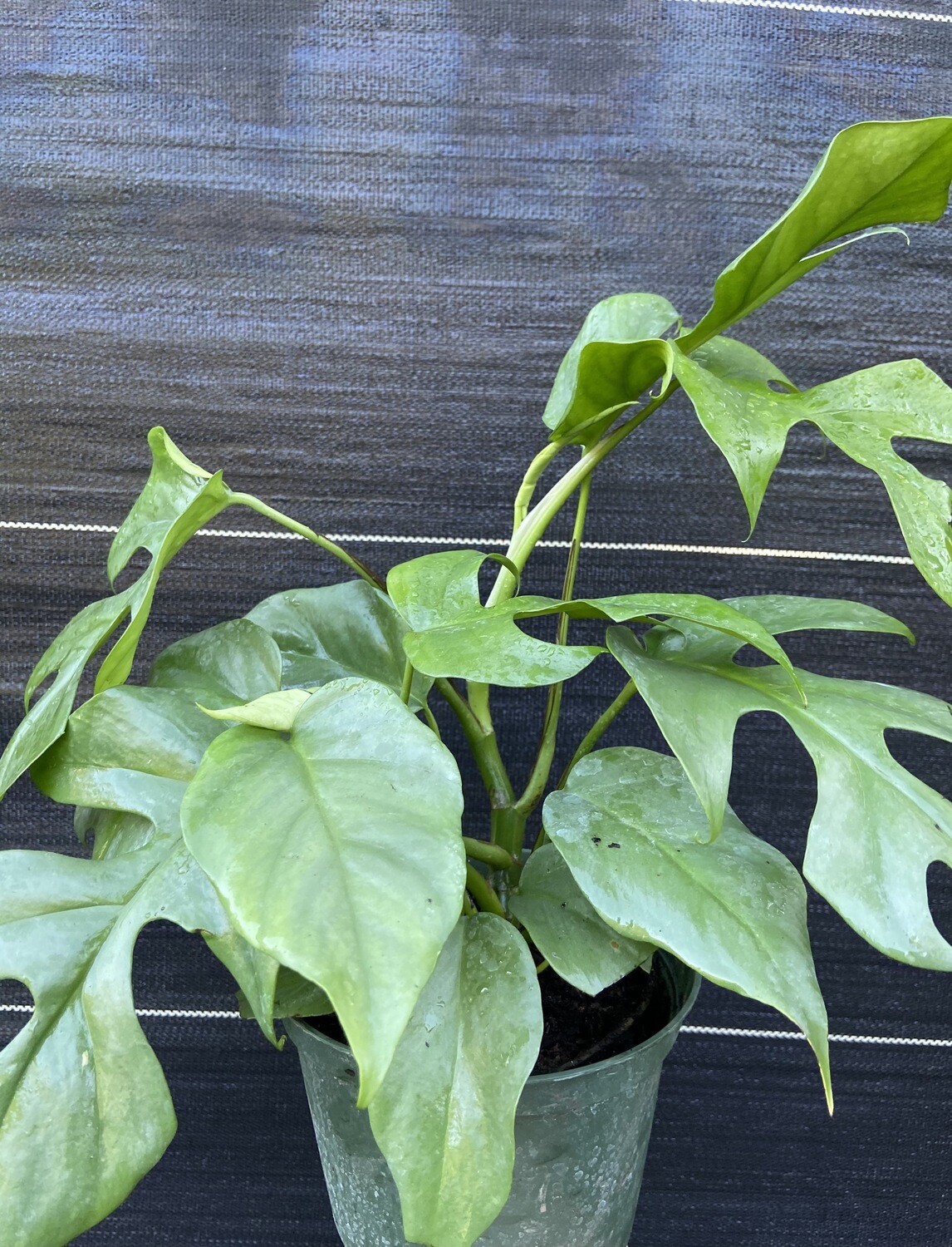 Mini Monstera" Plant - Elevate Your Space! 🪴🌿