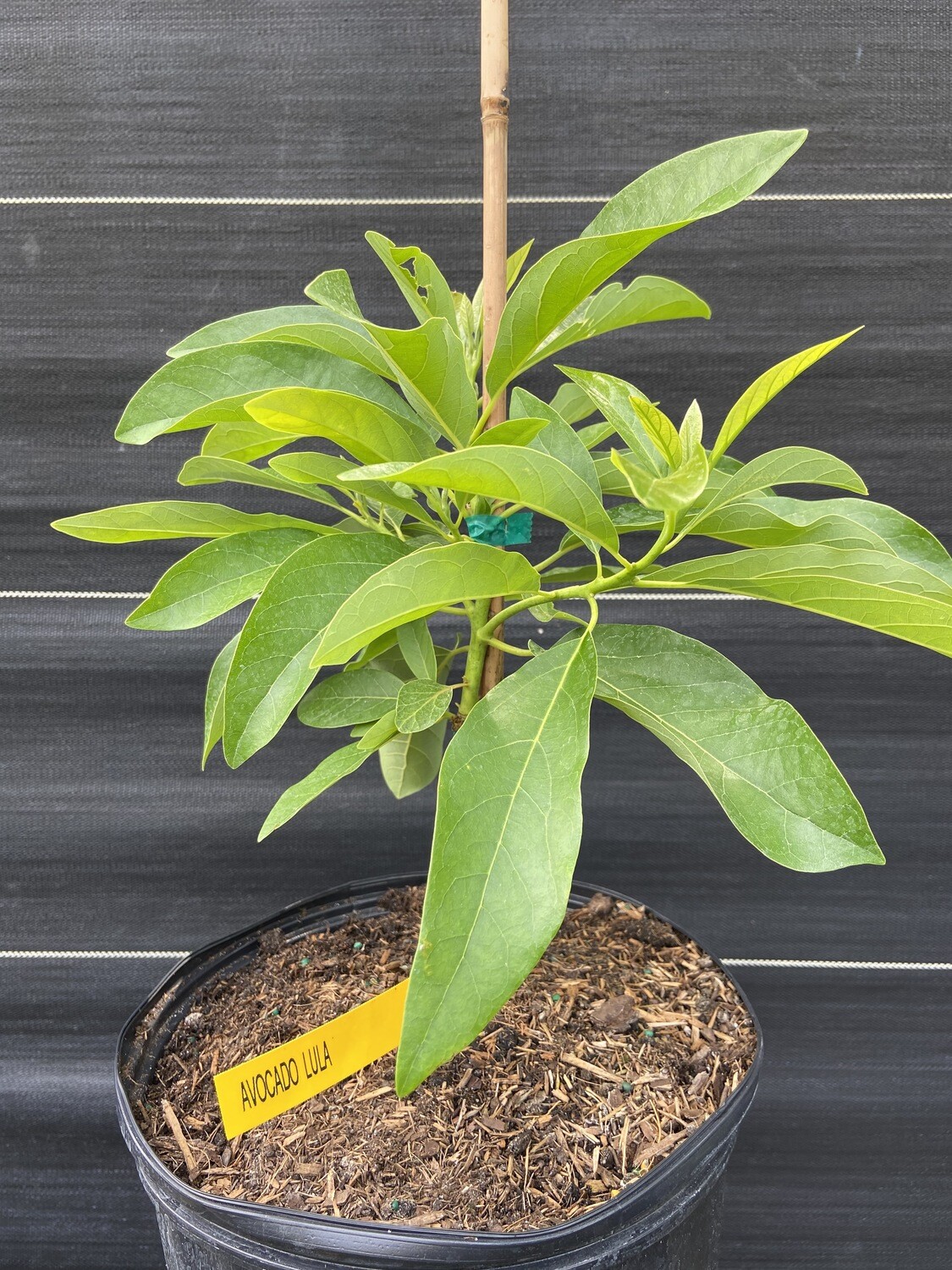 Avocado - Lula (Persea americana) 3G