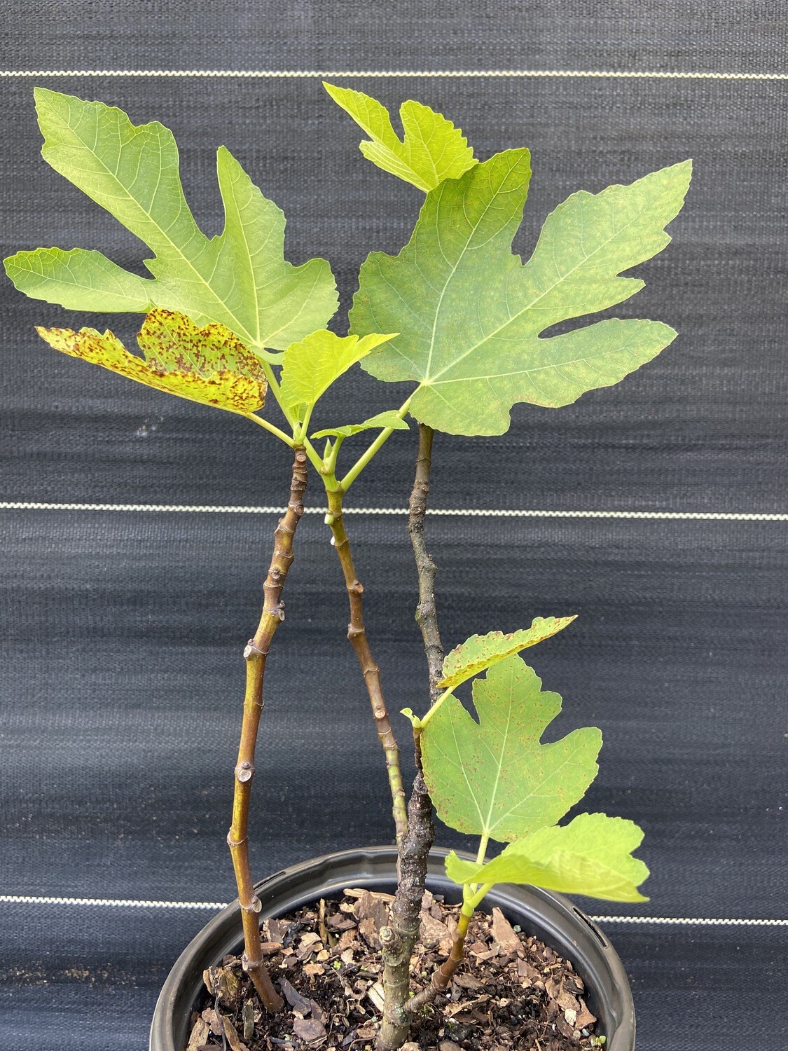 Fig - Texas Blue Giant (Ficus carica) 1G