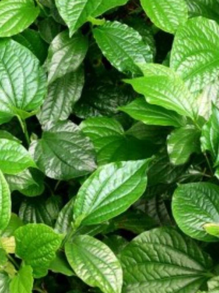 Piper Lolot (Piper sarmentosum)