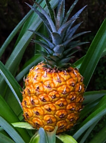 Sweet Sugarloaf Pineapple 🍍 | Order the Taste of Paradise Online