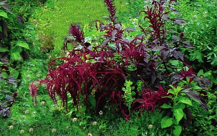 Amaranth - Grain (Amaranthus spp.)