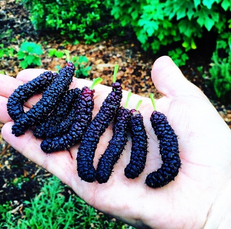 Pakistani Mulberry - Exquisite Flavor in Every Bite! 🌱🍇